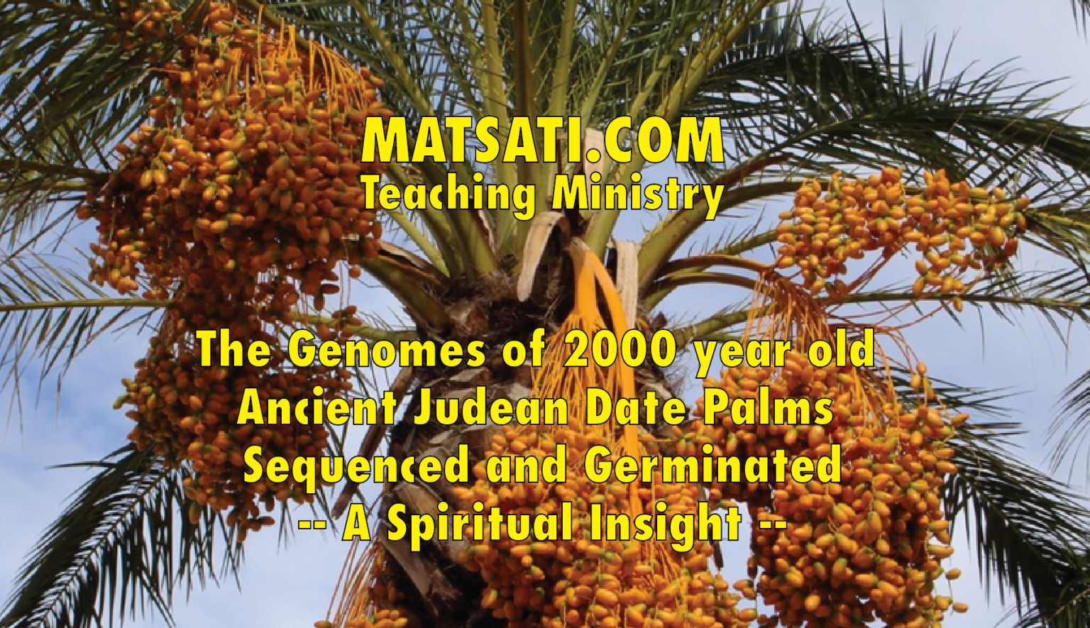 The Genomes Of 2000 Year Old Ancient Judean Date Palms Sequenced And ...