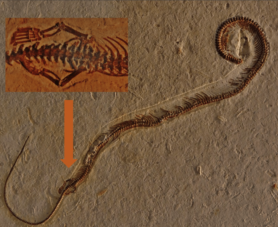 The Serpent According To Ancient Religions: Egypt, Canaan, Mesopotamia ...