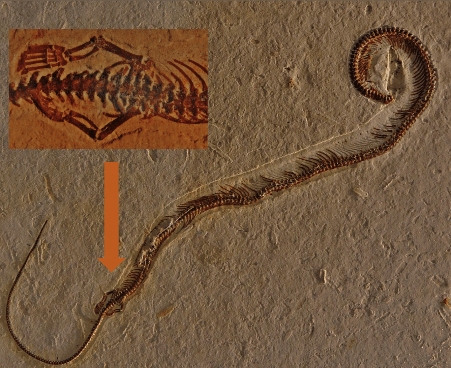 The Serpent According To Ancient Religions: Egypt, Canaan, Mesopotamia ...